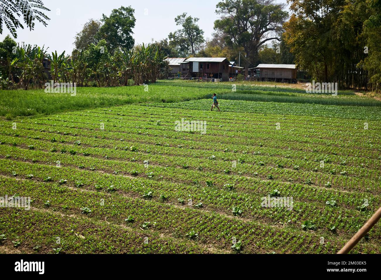 Agriculture myanmar farming hi-res stock photography and images - Alamy