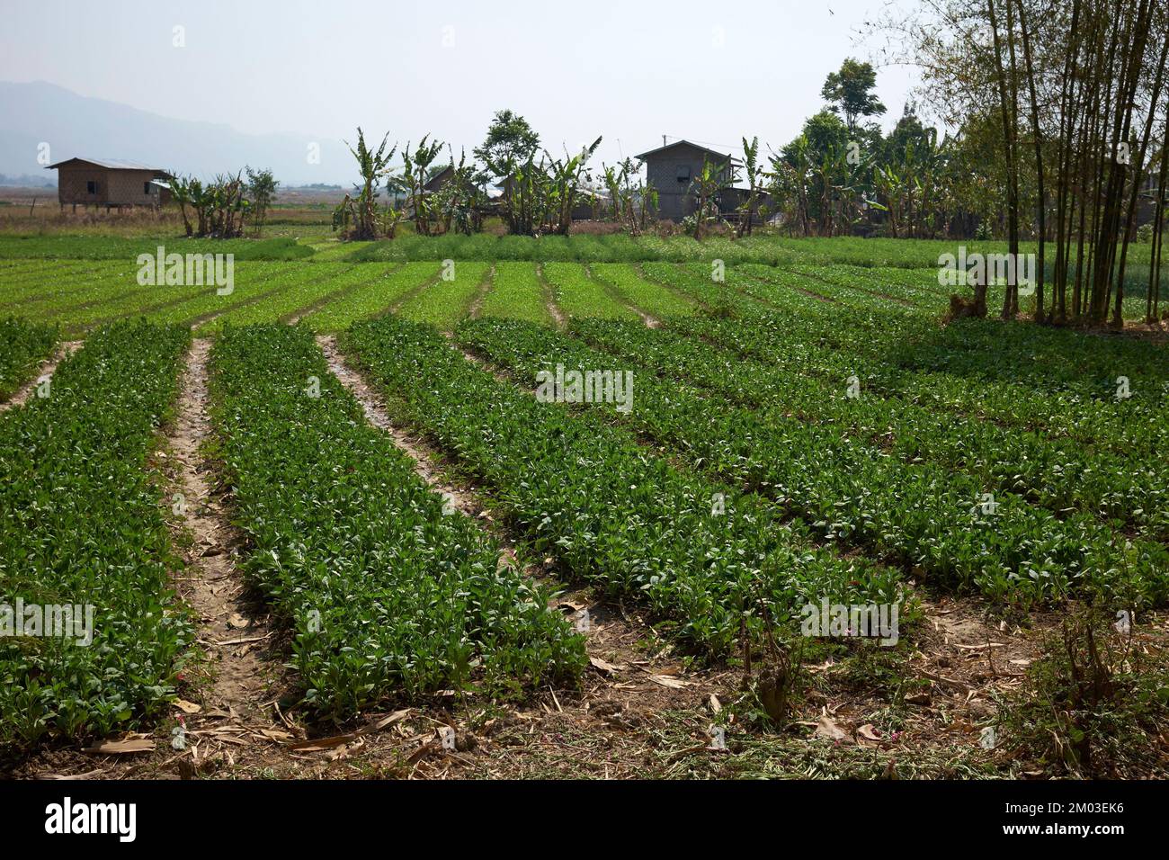 Farm near Nyaung Schwe Inle Lake in Myanmar Stock Photo - Alamy
