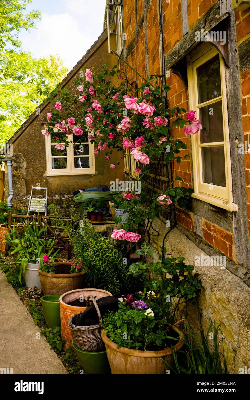 Striking pink roses cascade on a brick wall in the Cotswolds District ...
