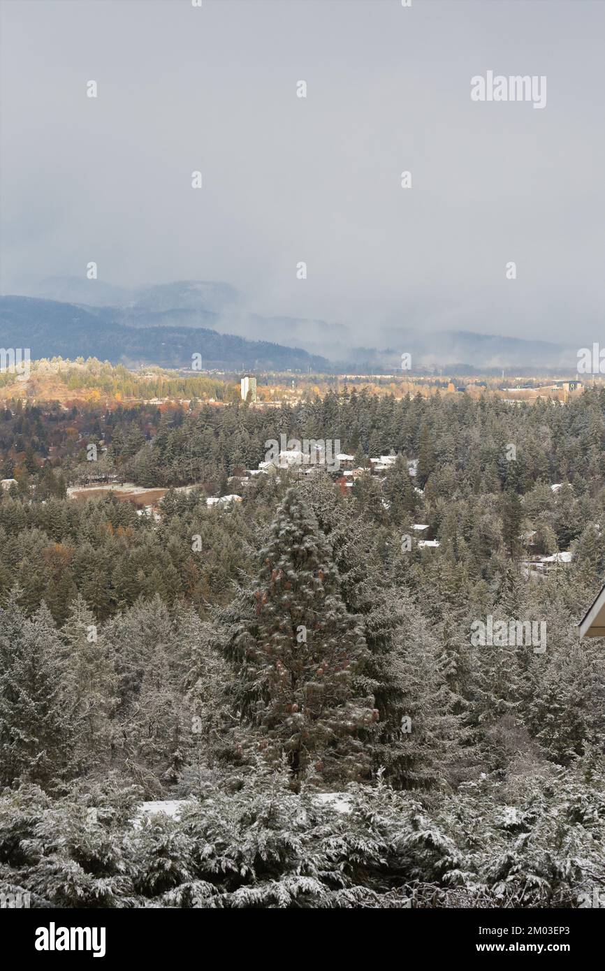 Snow-topped trees in Eugene, Oregon Stock Photo - Alamy