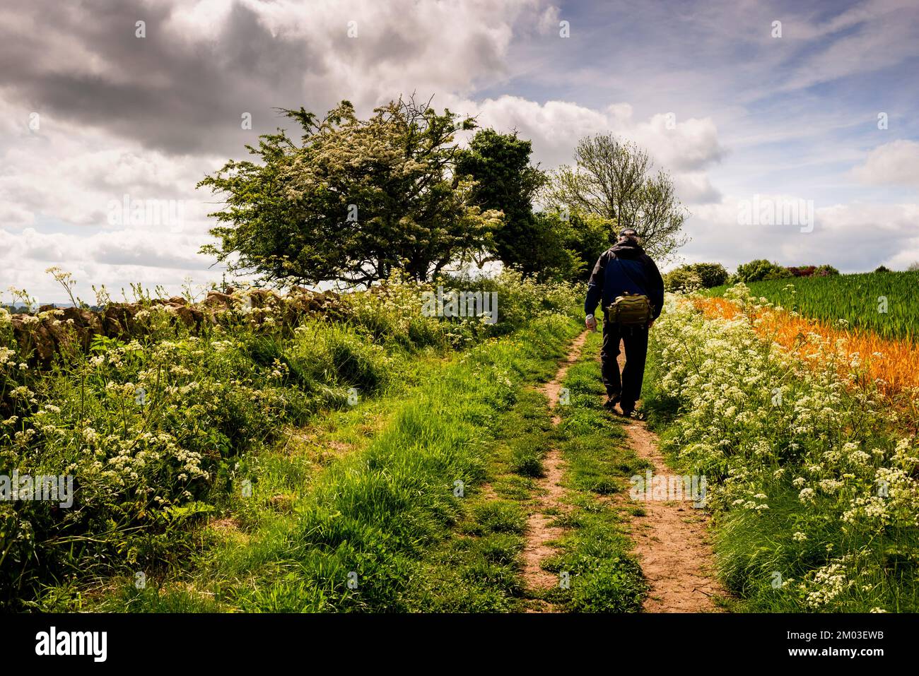 Walking the Cotswolds Way public footpaths in South West England by ...