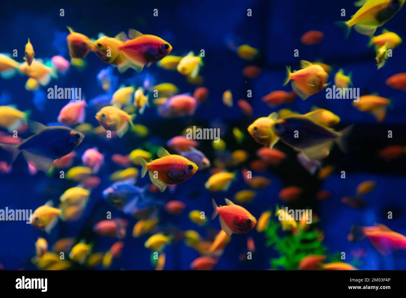 A lot of colorful fishes in aquarium for design purpose, wallpaper ...