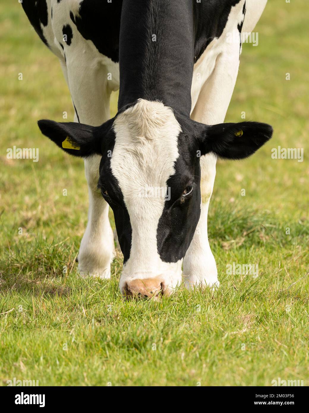 Front over bend hi-res stock photography and images - Alamy