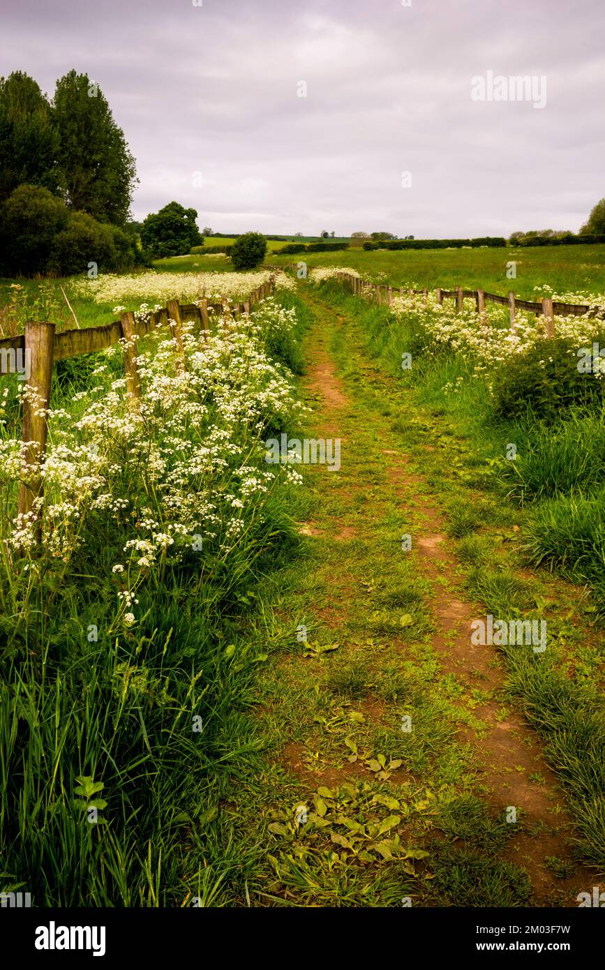 The Cotswold Way public footpath long distance walking route across ...
