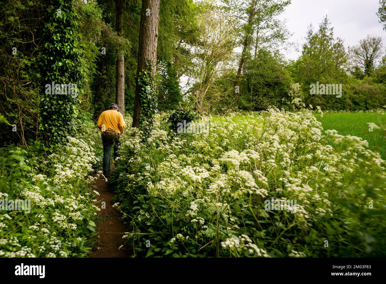 Walking through a stand of mature woods on the Cotswolds Way long ...