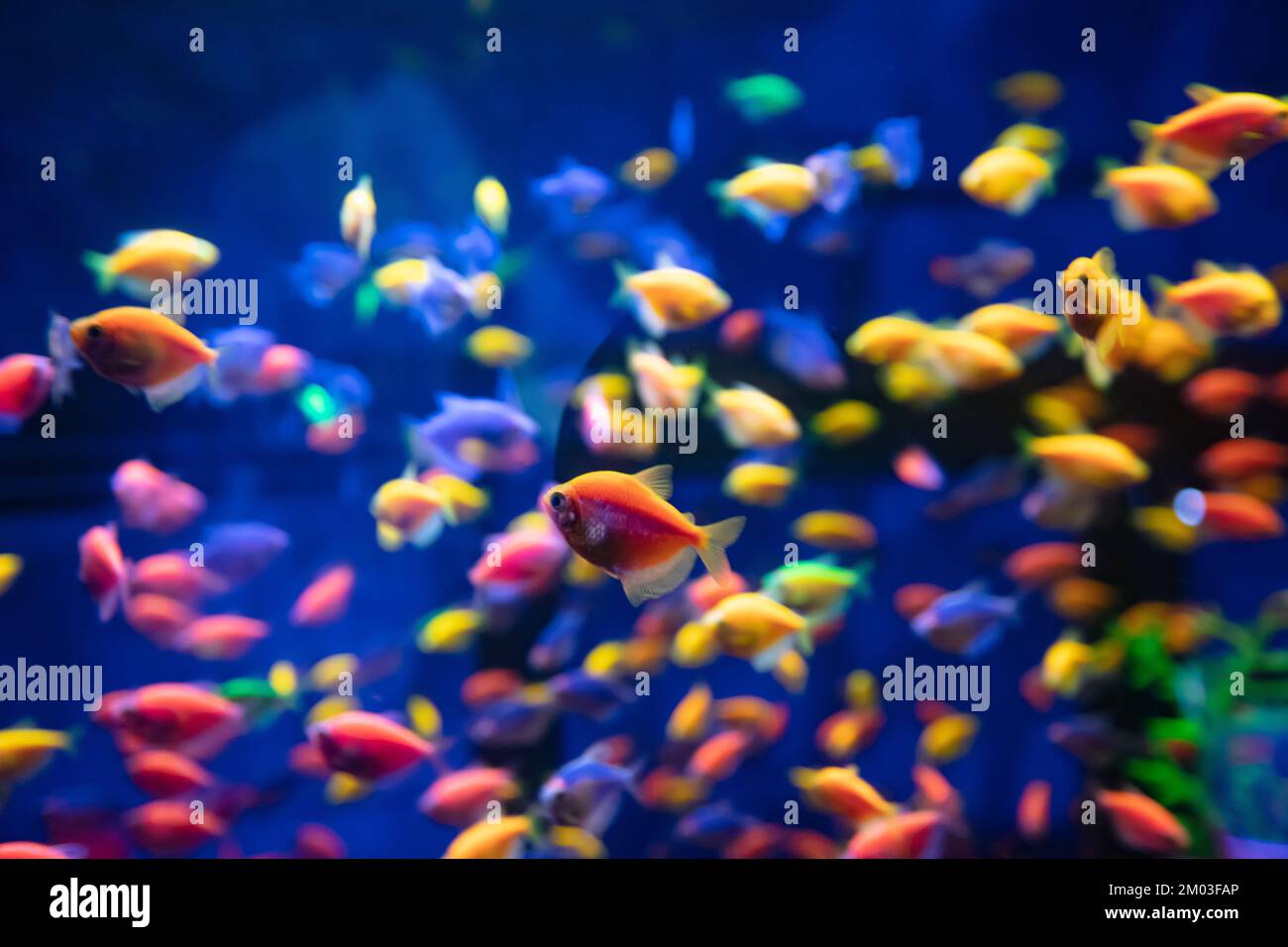 A lot of colorful fishes in aquarium for design purpose, wallpaper ...