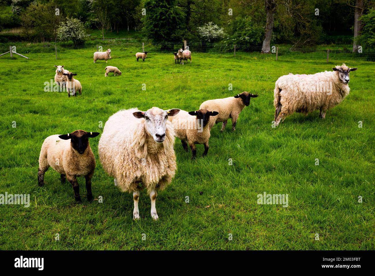 Traversing a sheep farm on the Cotswold Way walking paths open to the ...