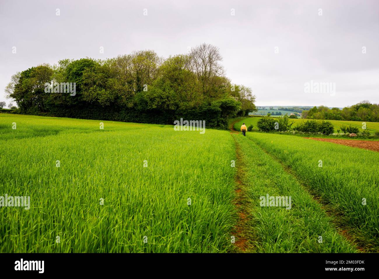 The Cotswold landscape walking the remote Cotswolds Way public ...