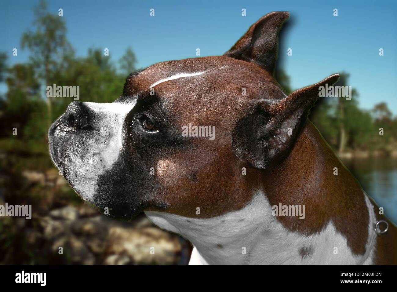 A close-up of the very nice Boxer Stock Photo - Alamy