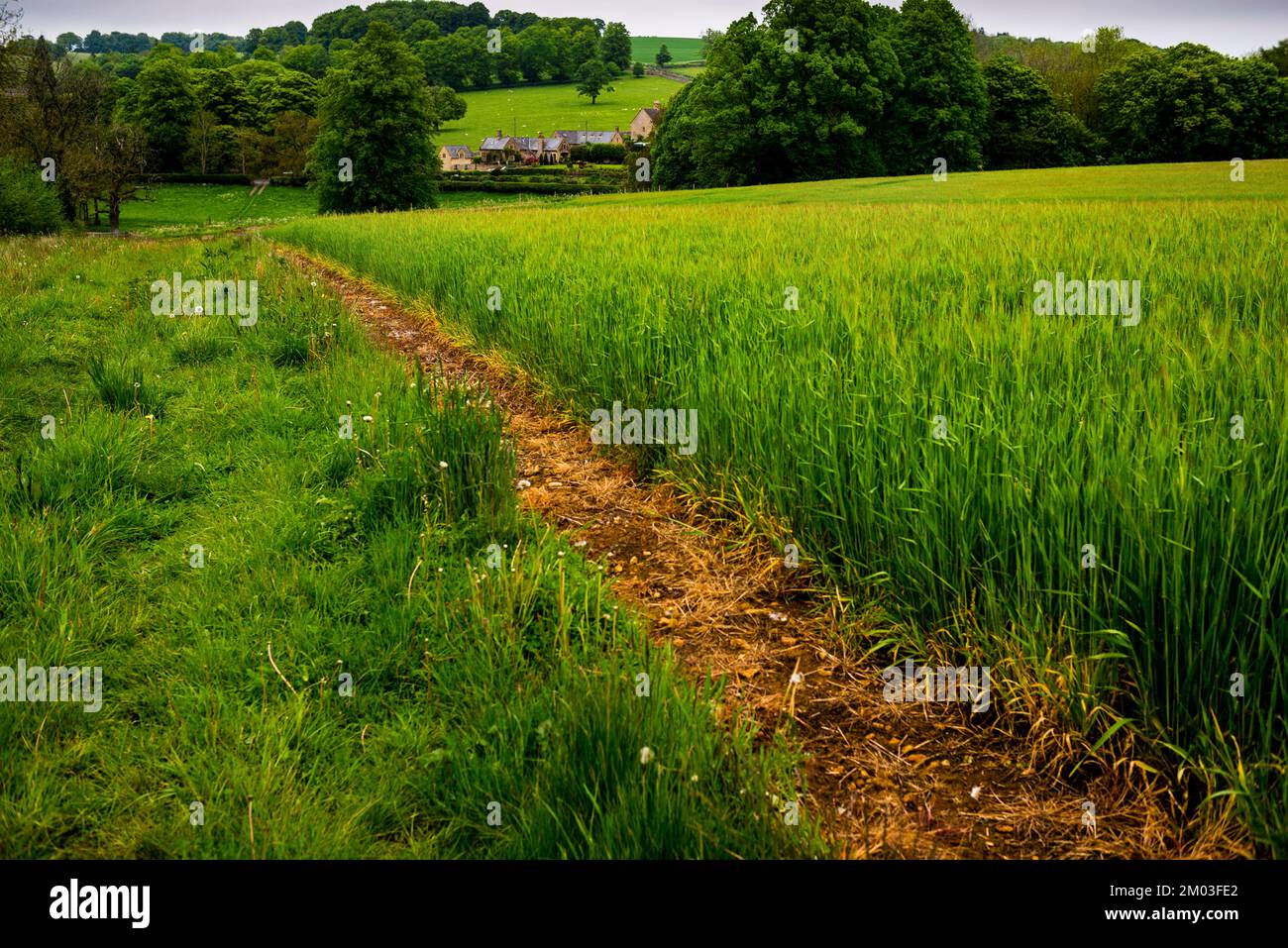 An English honey color village comes into view walking the public paths ...