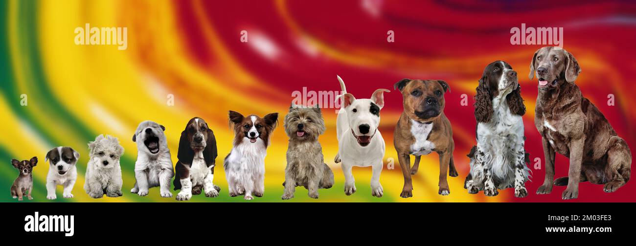 Rottweiler labrador puppies hi-res stock photography and images - Alamy