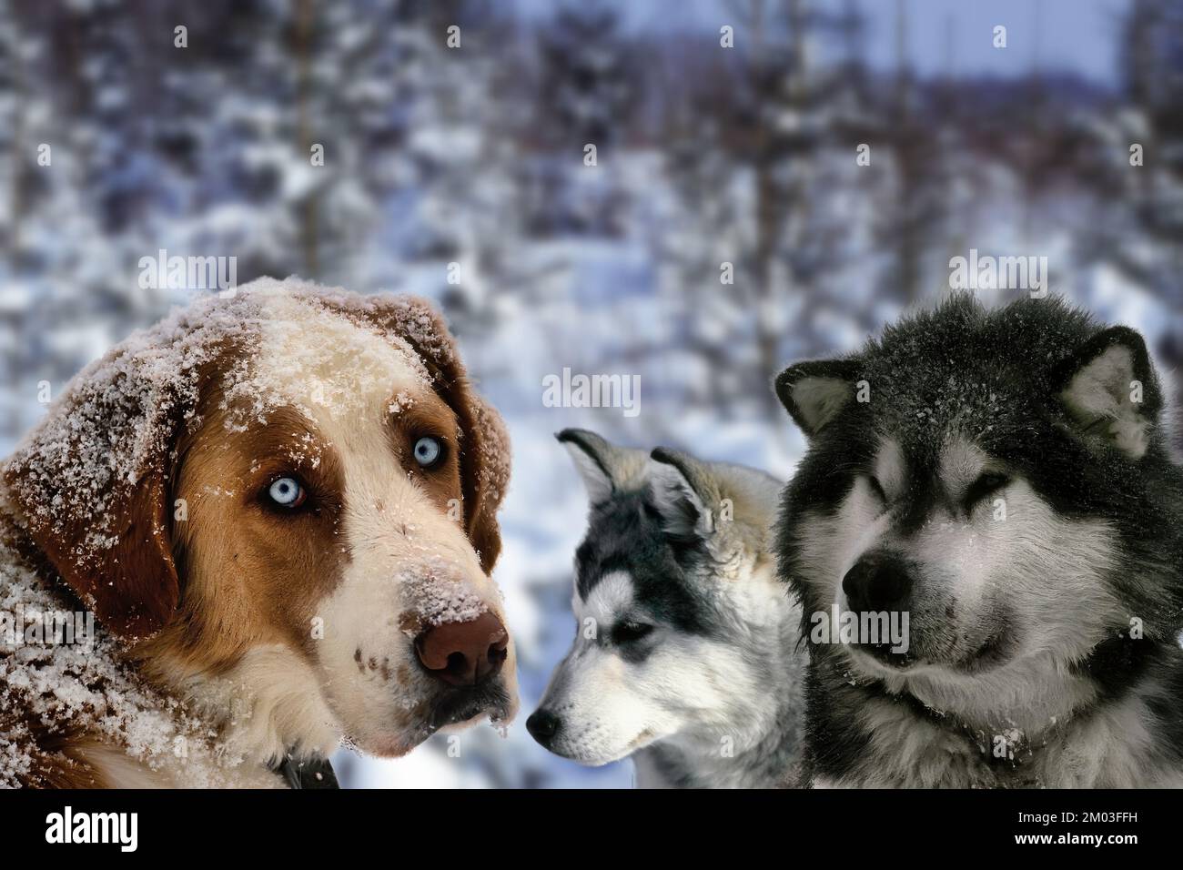 Beautiful sled dogs Stock Photo - Alamy