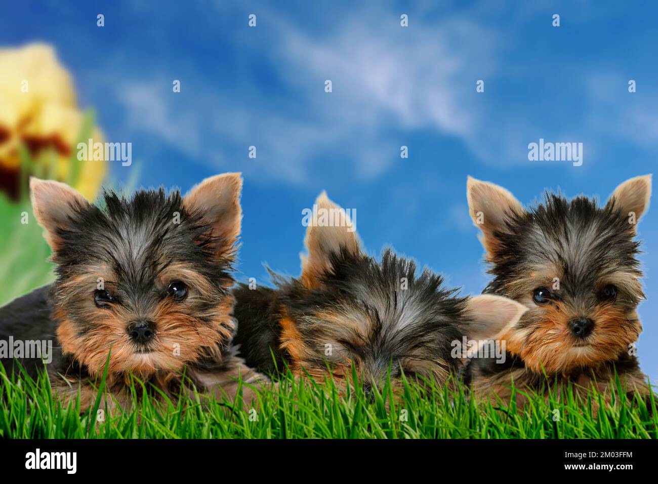 Beautiful Yorkshire terrier puppies Stock Photo - Alamy