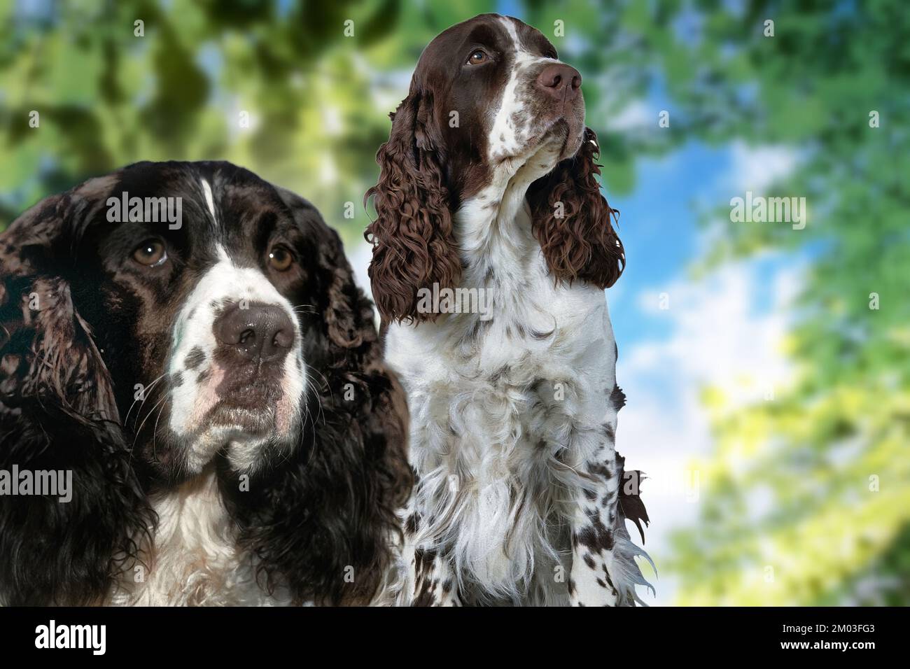 Springer nature group hi-res stock photography and images - Alamy