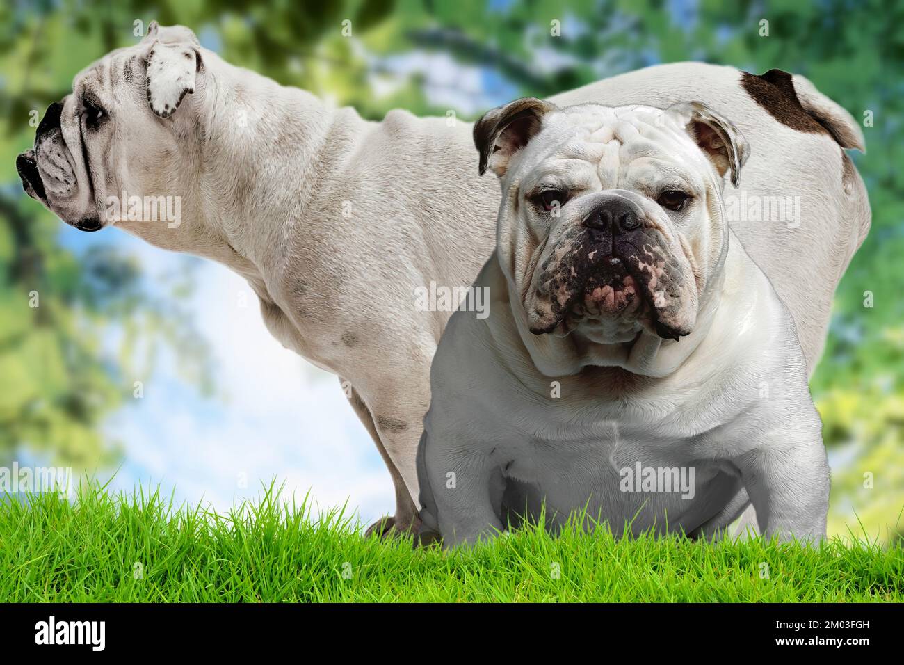 Of the very nice specimens of Bulldog a medium-sized molossoid dog ...