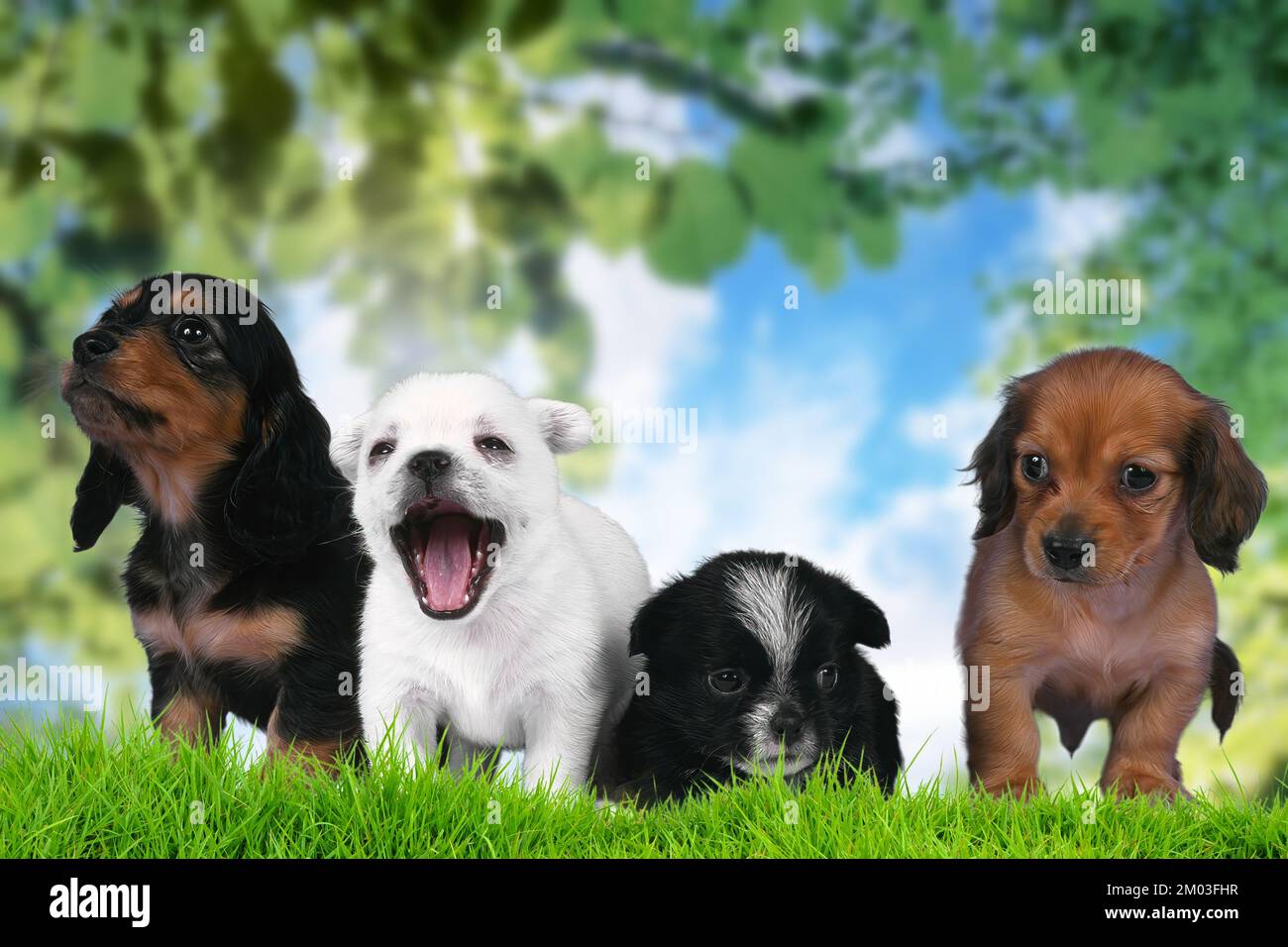Some beautiful and sweet puppies Stock Photo - Alamy