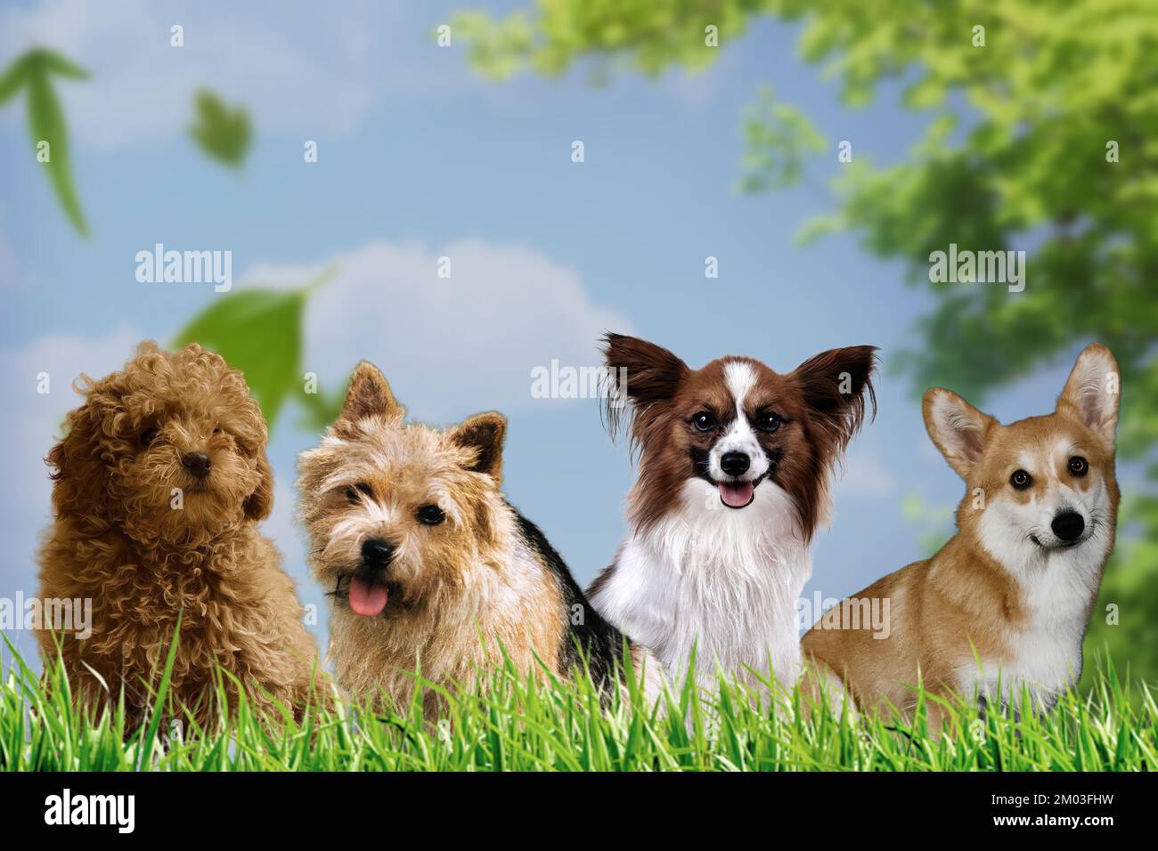Group of beautiful dogs hi-res stock photography and images - Alamy