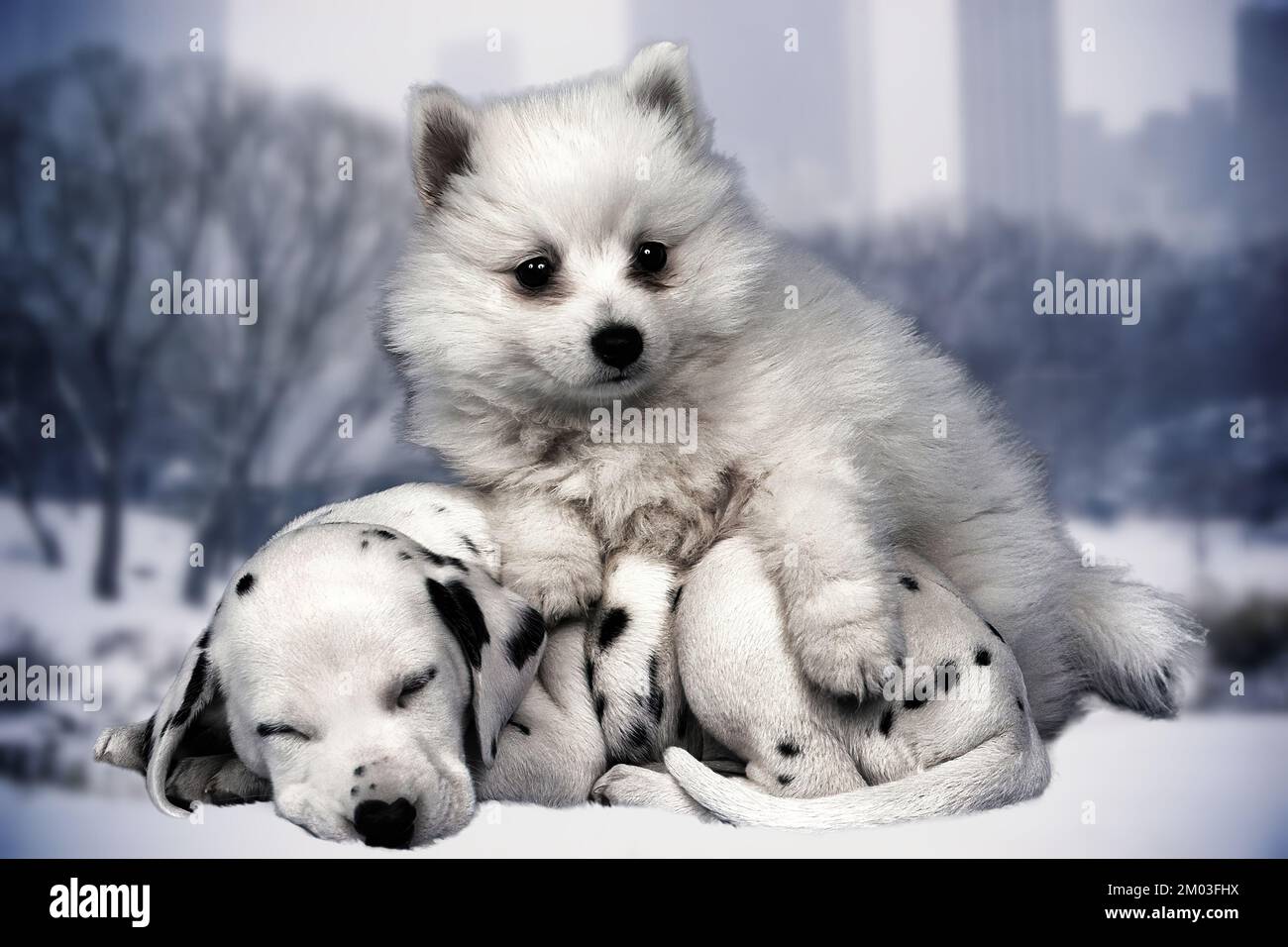 Some beautiful and sweet puppies Stock Photo - Alamy