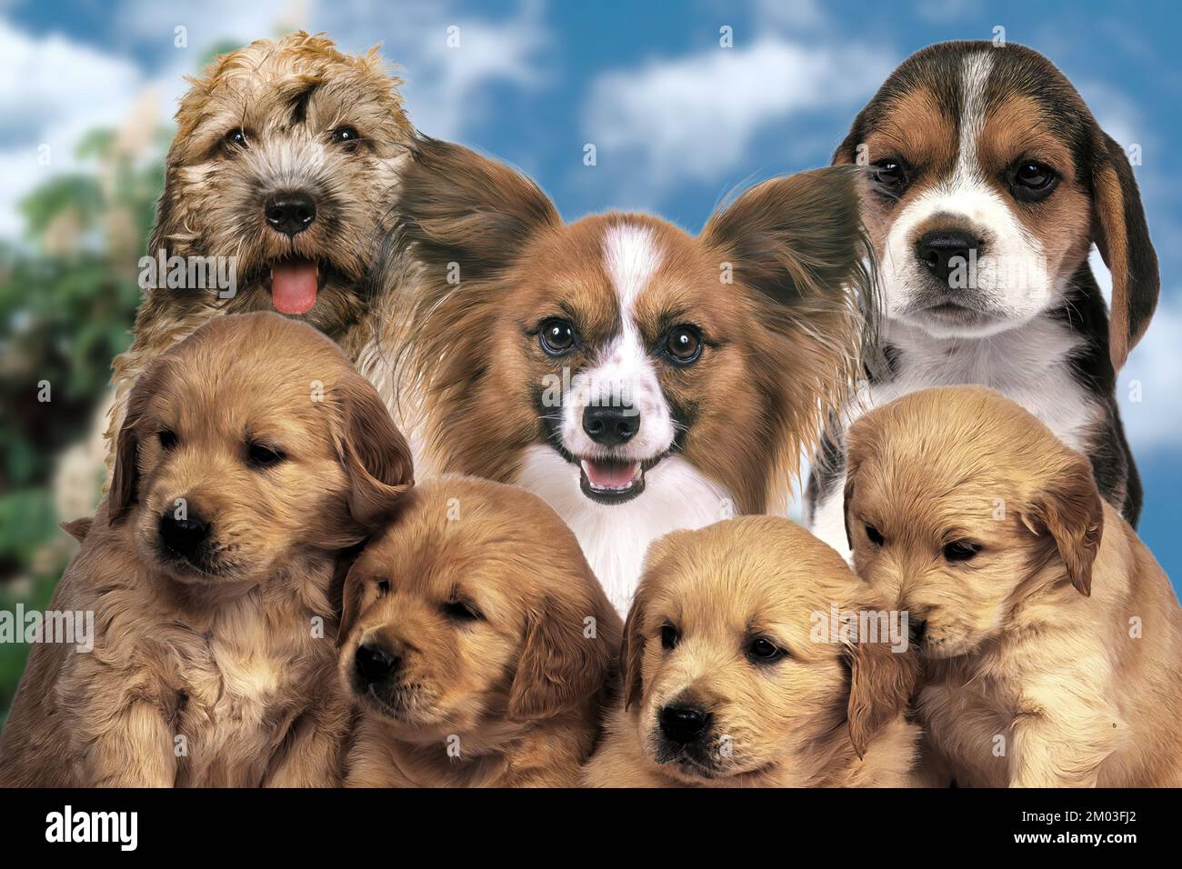 Some beautiful and sweet puppies Stock Photo - Alamy