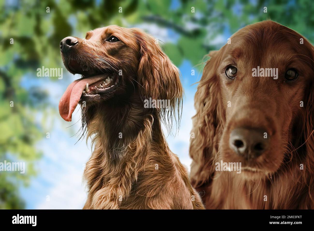 The Irish Setter (red setter) is a setter, a breed of gundog, and ...