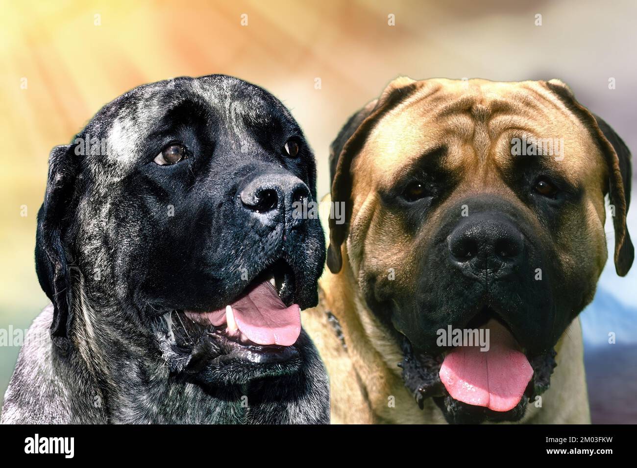 The mastiff dog breed of the Molossoid family characterized by robust ...