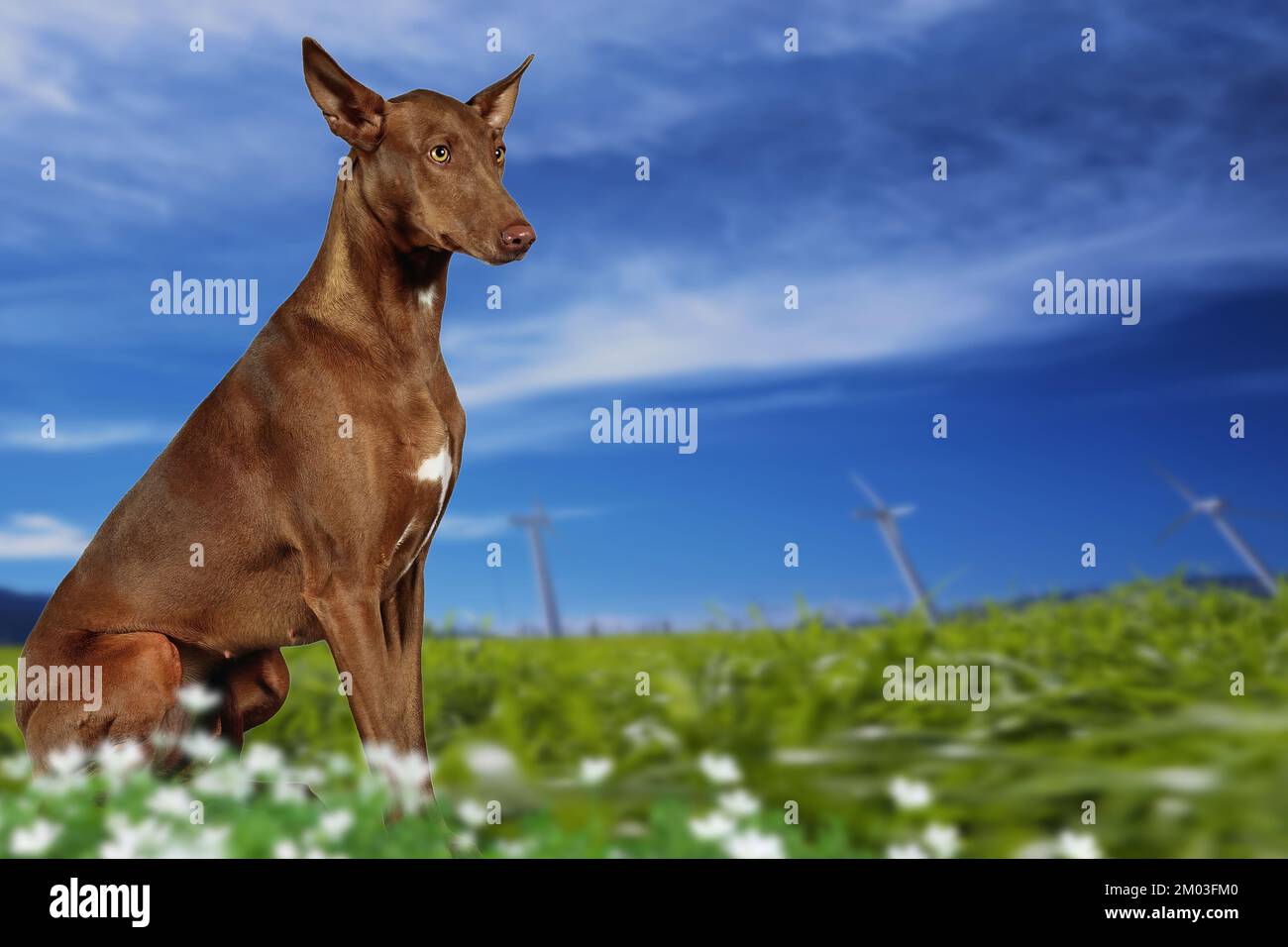 The Pharaoh Hound or Kelb tal-Fenek takes its name from the resemblance ...