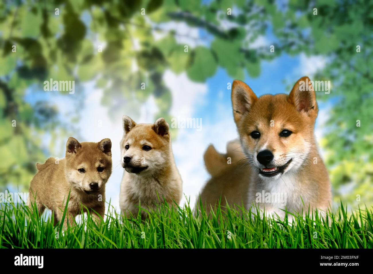 The shiba (also called small dog or bush dog) is a very ancient dog ...