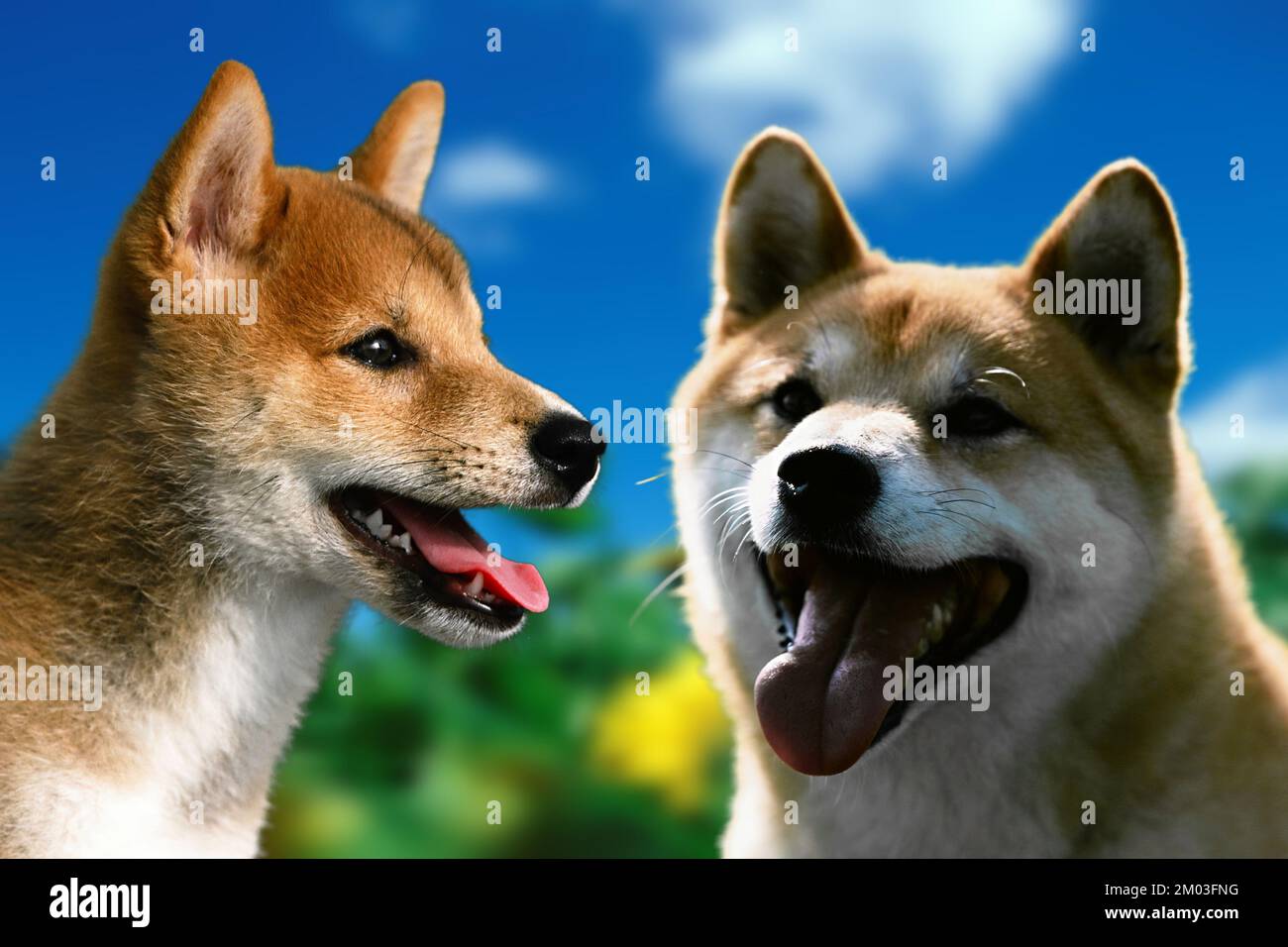 The shiba (also called small dog or bush dog) is a very ancient dog ...