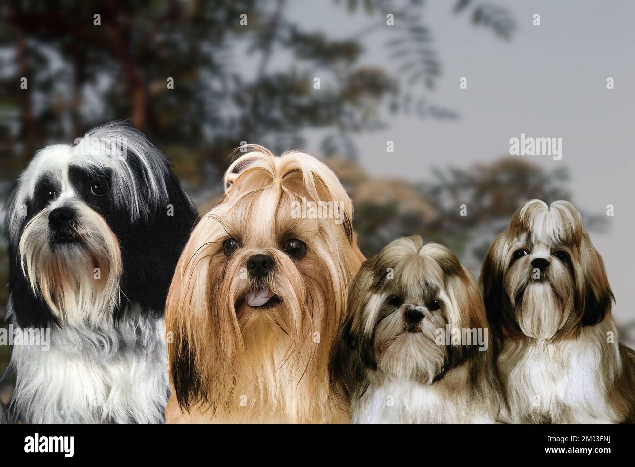 Origin Of Dogs Shih Tzu