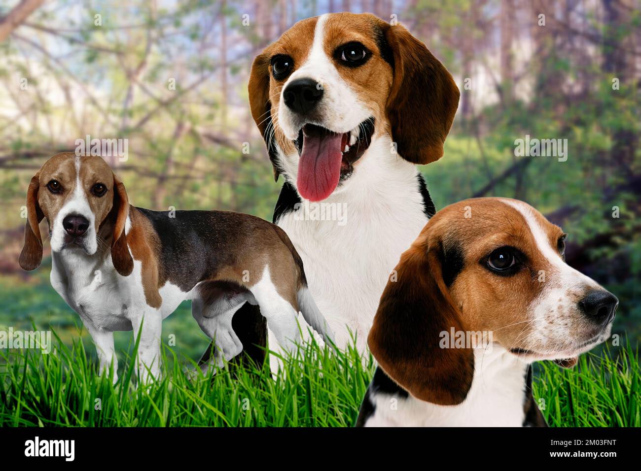 Gorgeous doggy hi-res stock photography and images - Alamy