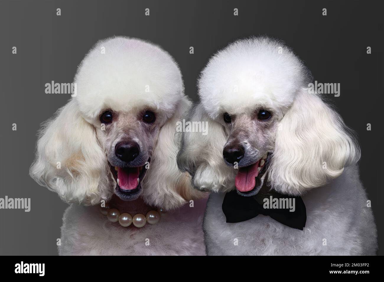 Three poodles hi-res stock photography and images - Alamy