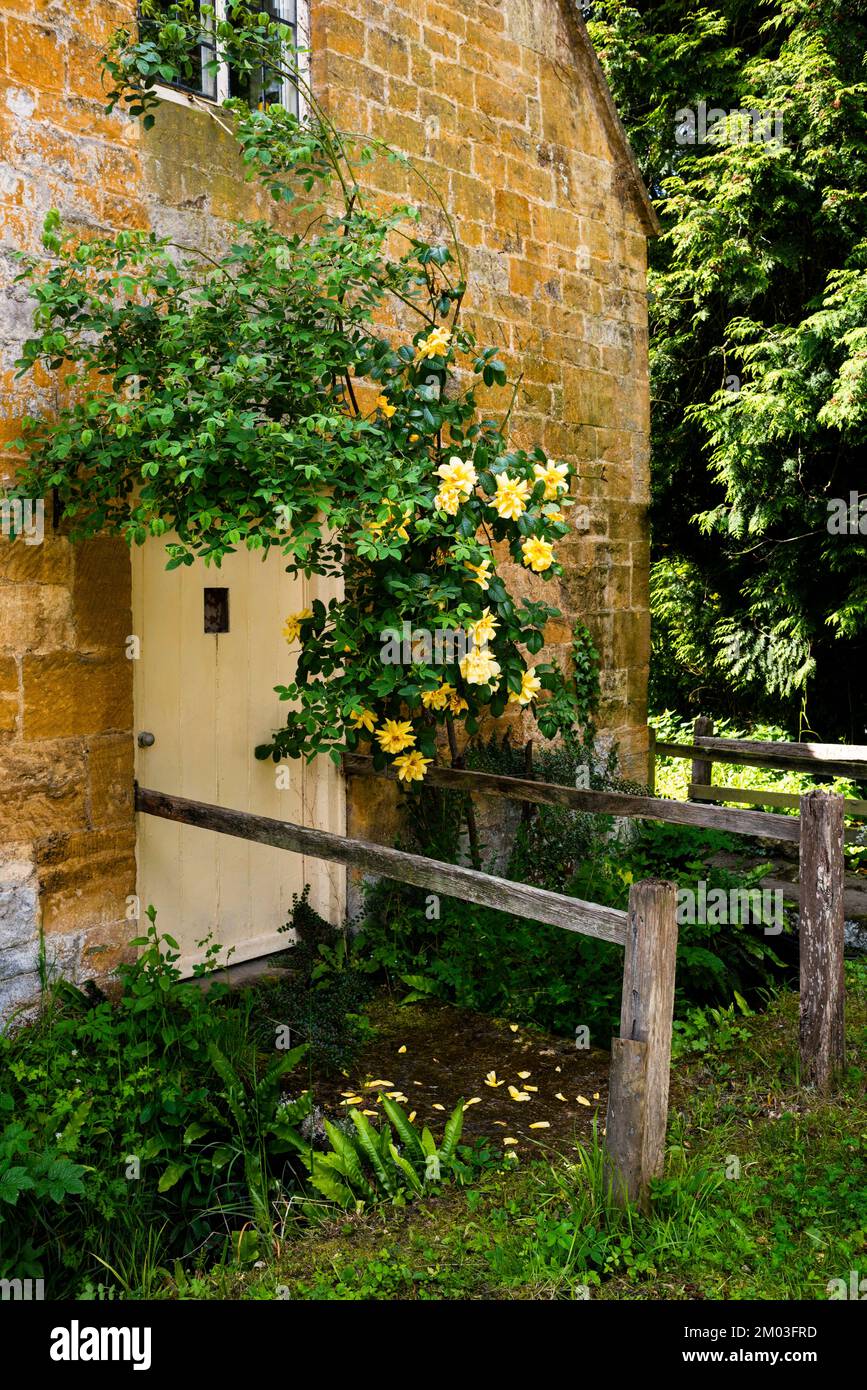 Yellow roses cascade over an English limestone cottage in the Cotswold ...