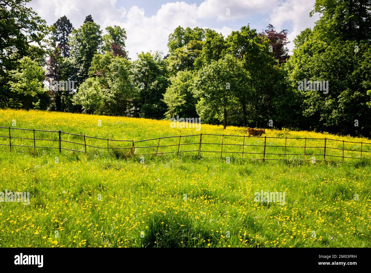 Pastoral landscapes on the Cotswold Way long distance footpath in the ...