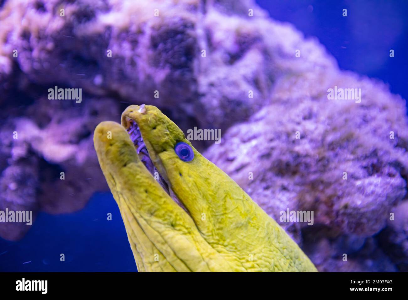 Muraena fish in aquarium for design purpose, wallpaper Stock Photo - Alamy