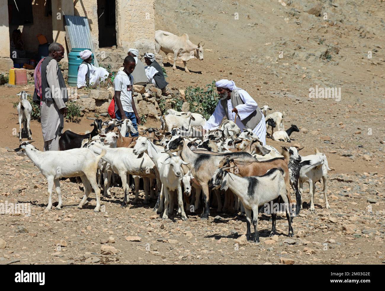 Livestock traders at Keren market in Eritrea Stock Photo - Alamy