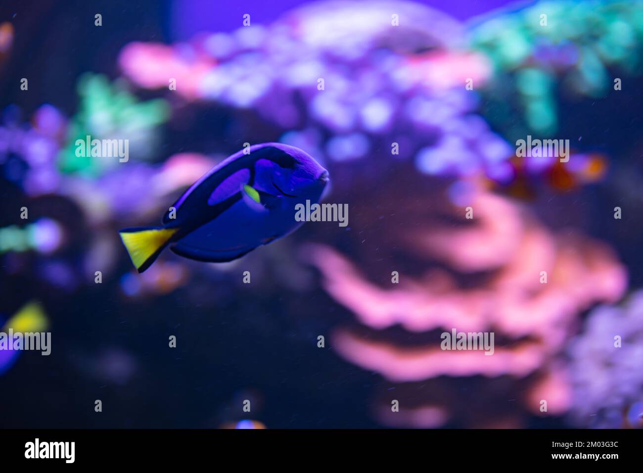 Blue Tang fish in aquarium for design purpose, wallpaper Stock Photo ...