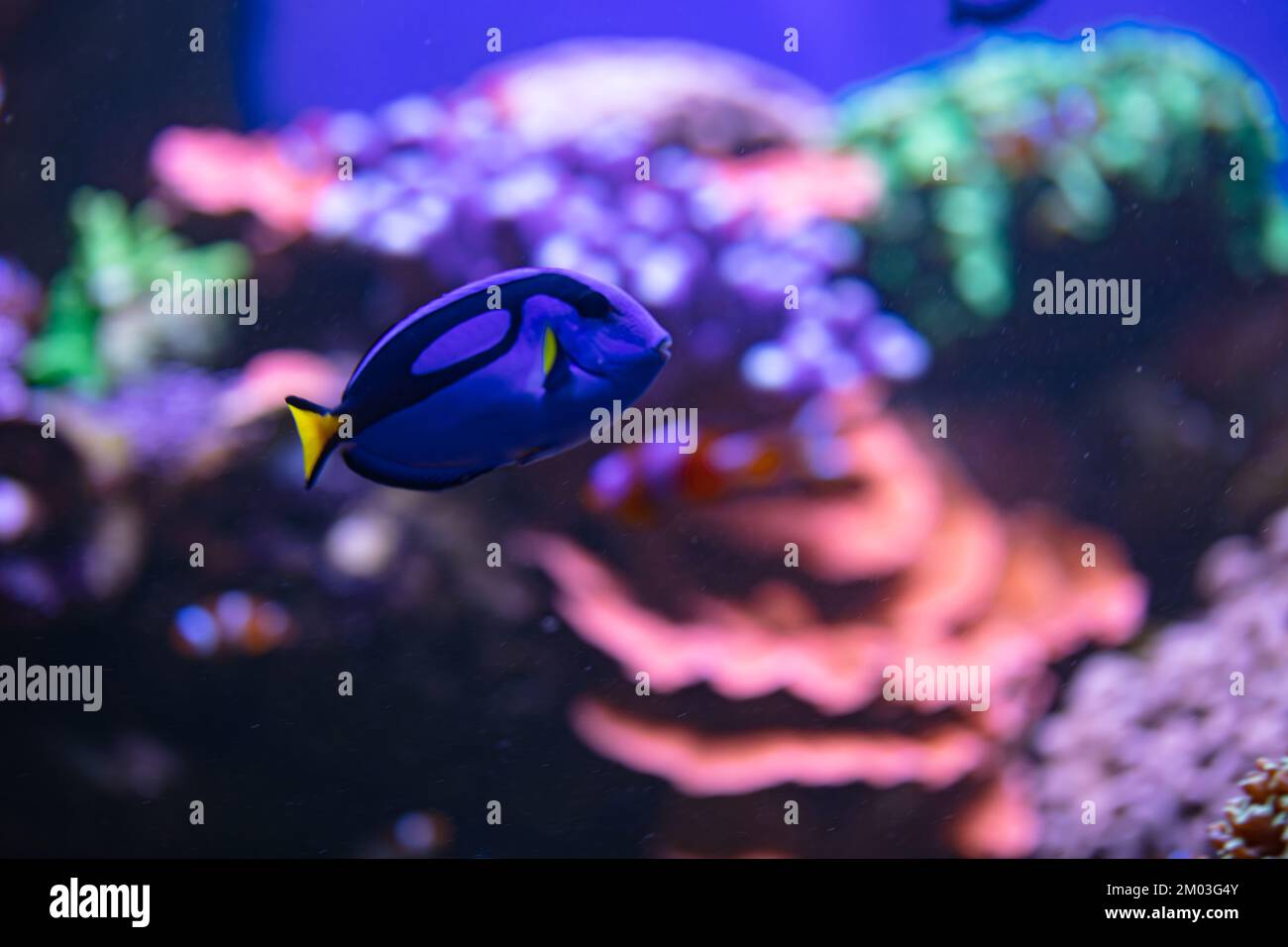 Blue Tang fish in aquarium for design purpose, wallpaper Stock Photo ...