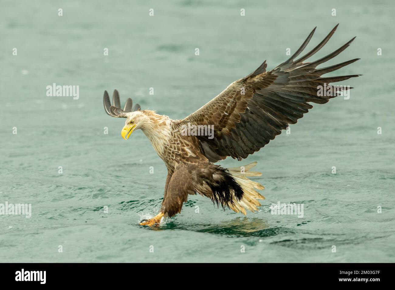 Eagle scotland flying hi-res stock photography and images - Alamy