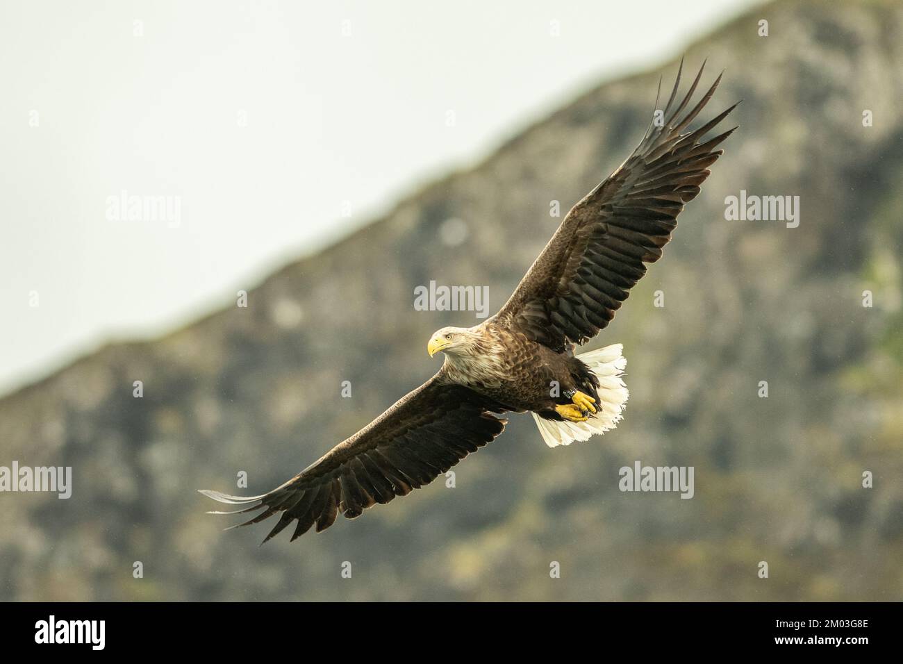 Eagle scotland flying hi-res stock photography and images - Alamy