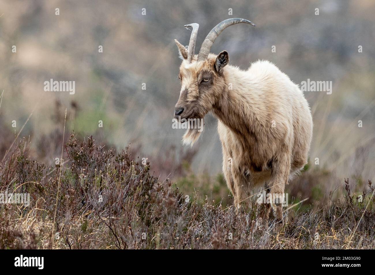 Welsh primative goat hi-res stock photography and images - Alamy