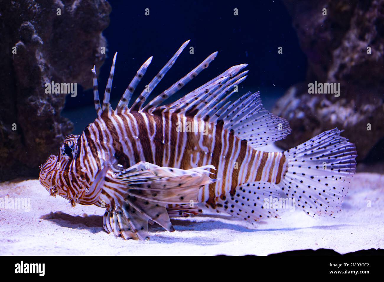 Red Lionfish Wallpaper