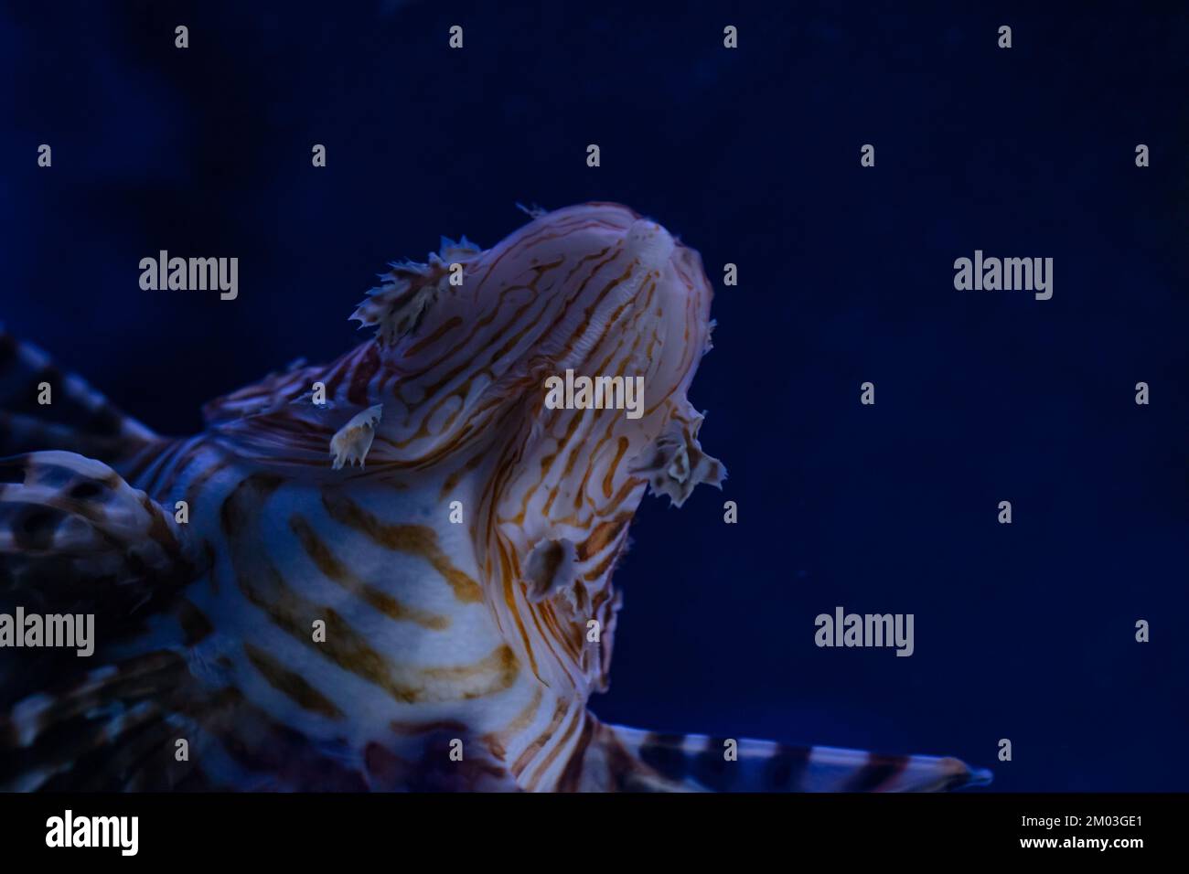 Red lionfish in aquarium for design purpose, wallpaper Stock Photo - Alamy