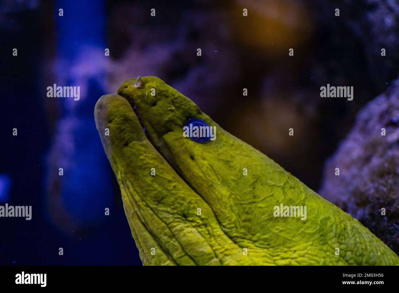 Muraena fish in aquarium for design purpose, wallpaper Stock Photo - Alamy