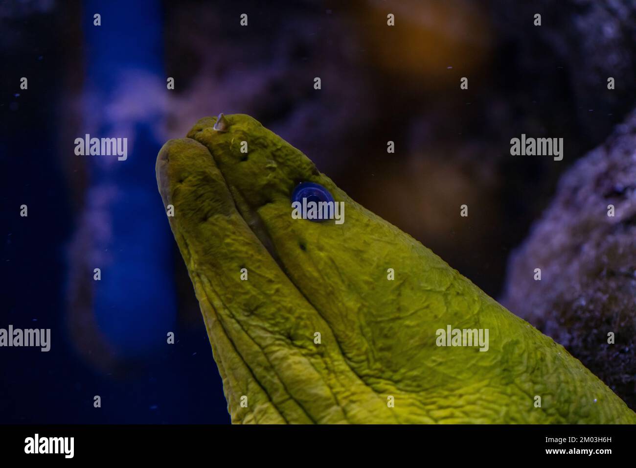 Muraena fish in aquarium hi-res stock photography and images - Alamy