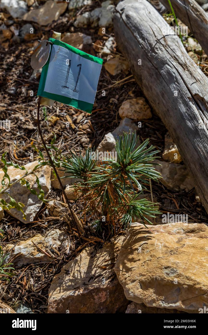 Great Basin Bristlecone Pine, Pinue longaeva, seedling near Schulman ...