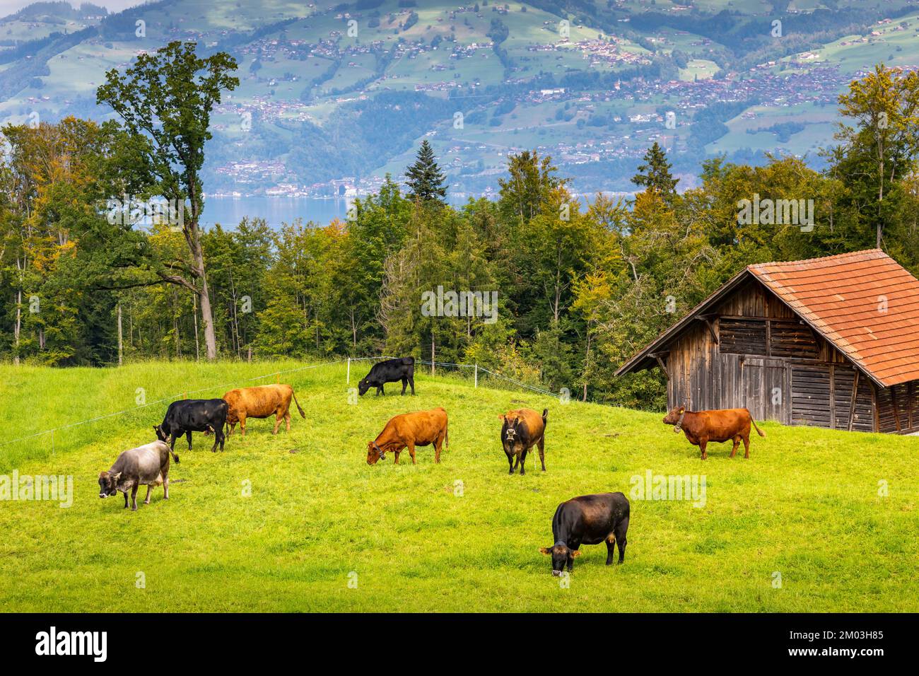 Bernese Swiss alps and alpine farm with cows, Interlaken, Switzerland ...