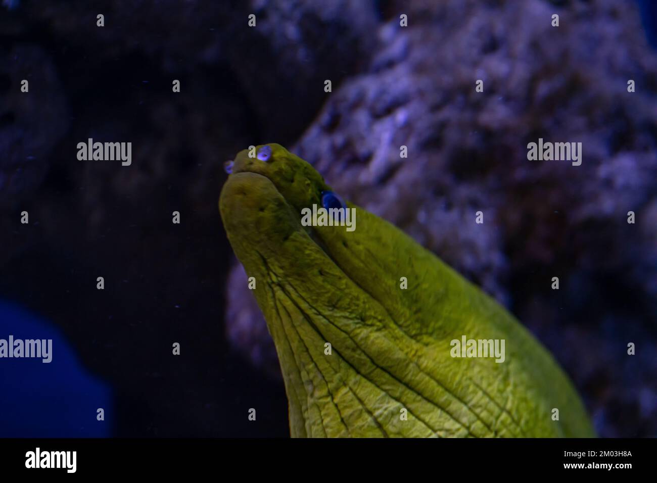 Muraena fish in aquarium for design purpose, wallpaper Stock Photo - Alamy