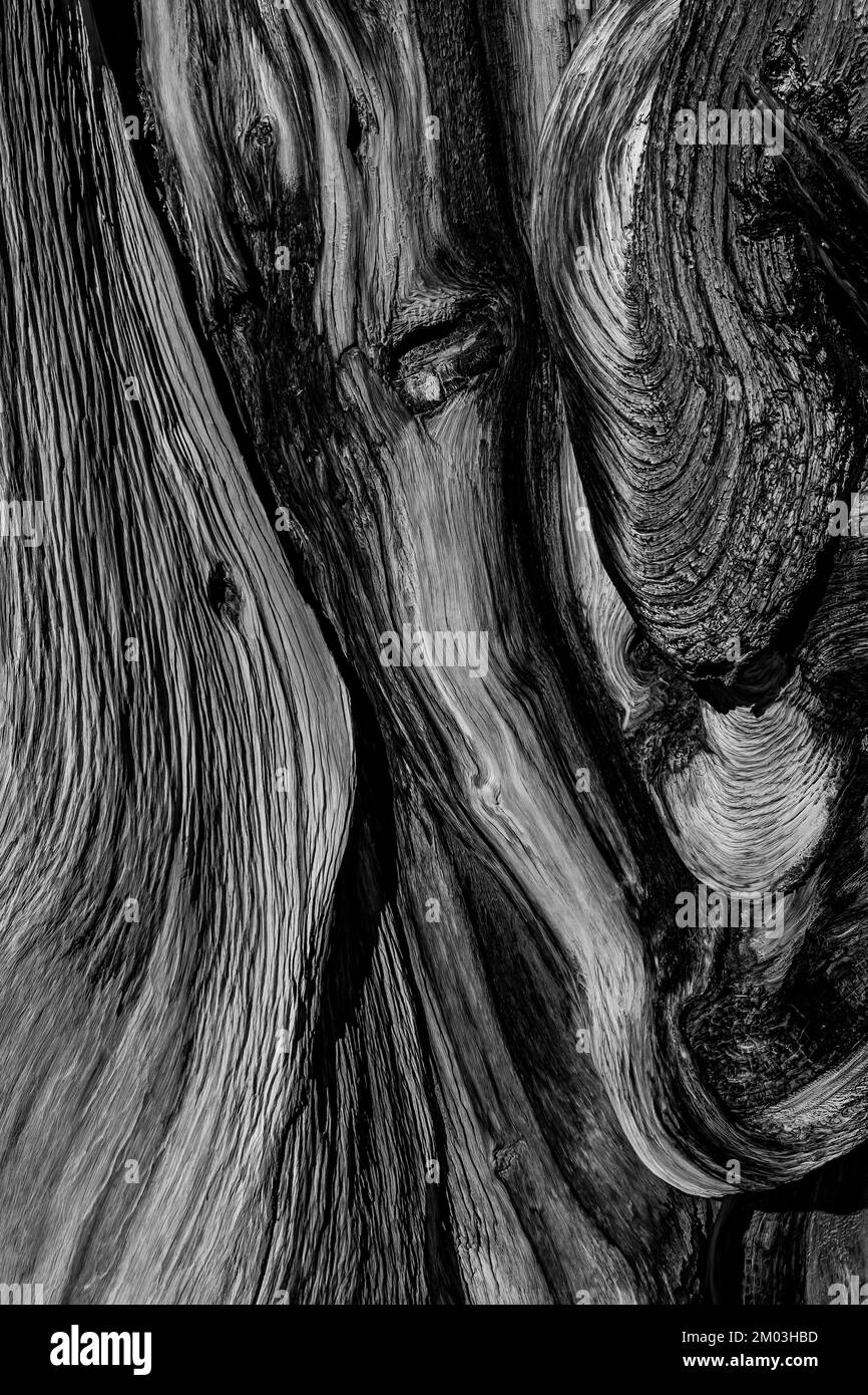 Wood grain of dead Great Basin Bristlecone Pine, Pinue longaeva ...