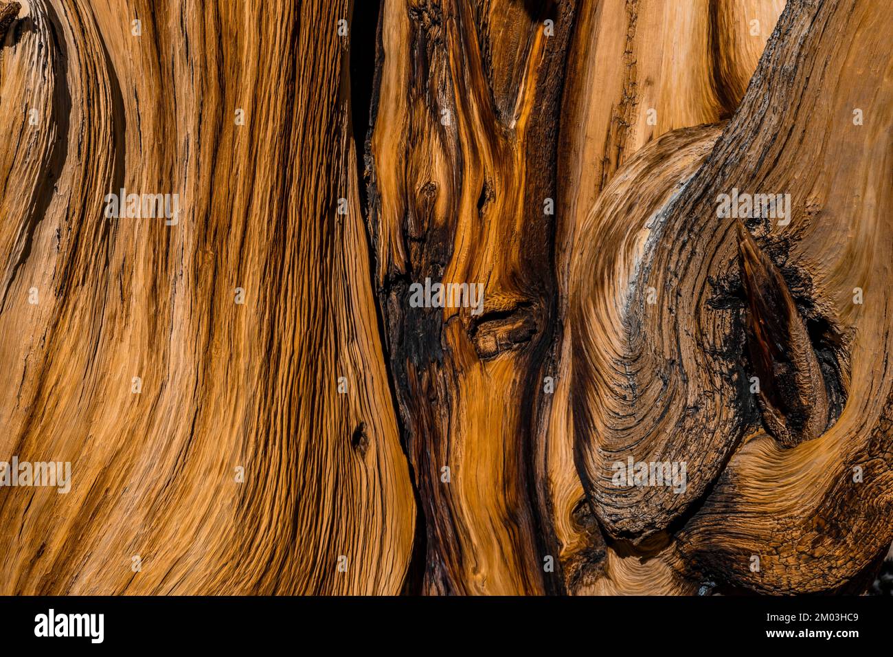 Wood grain of dead Great Basin Bristlecone Pine, Pinue longaeva ...