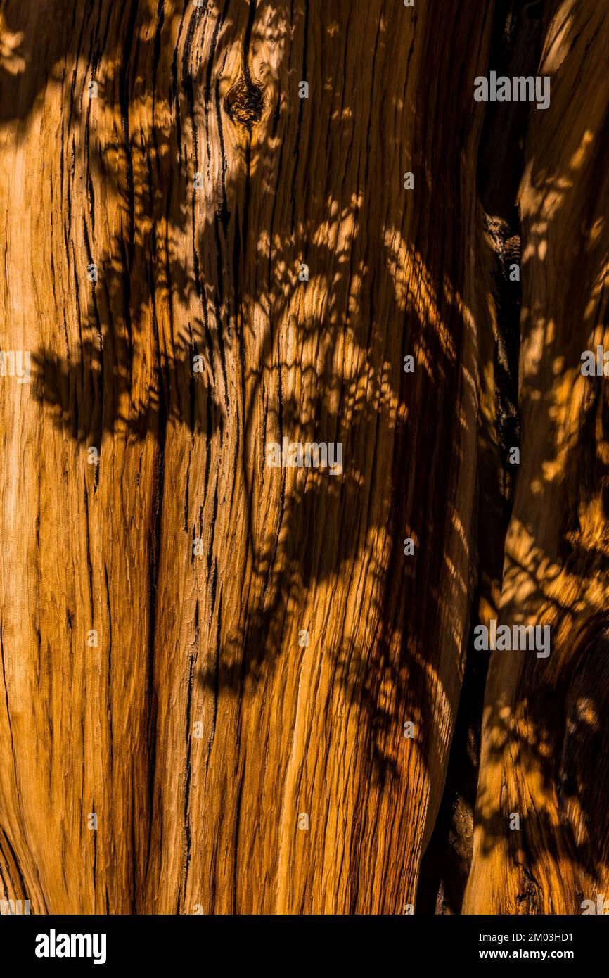 Wood grain of dead Great Basin Bristlecone Pine, Pinue longaeva ...
